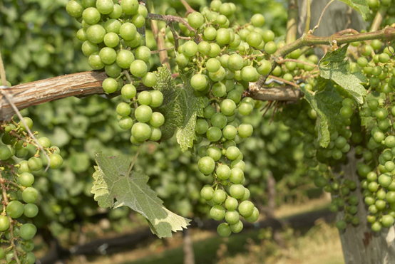 Application and benefit analysis of Demi water retaining agent on grape ...